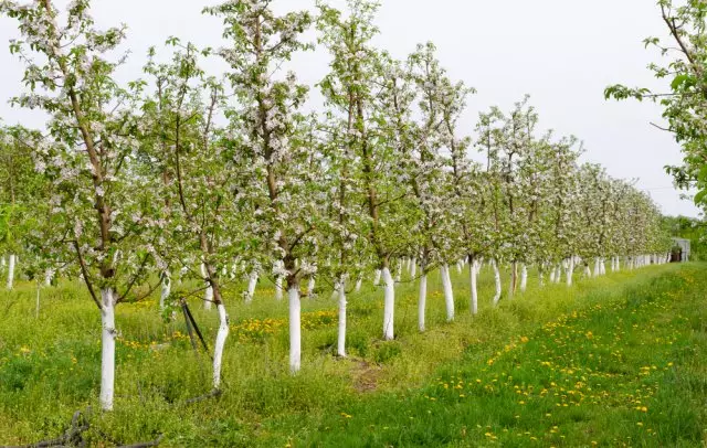 Primavera jove de jardí de fruites