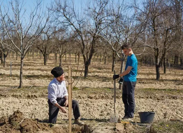 Piantatura dell'albero