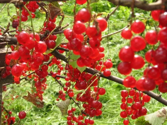 রাশিয়ান নির্বাচন নতুন গর্ত এবং currant জাতের