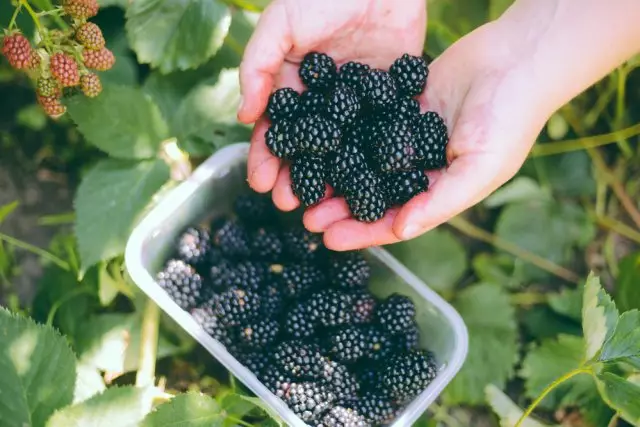 Waarom is BlackBerry Acid en waar je zo dubieuze oogst te geven?