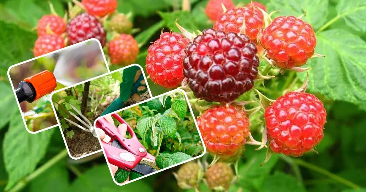 8 Kanuni za matengenezo ya raspberry inayoondolewa: dhamana ya mavuno bora