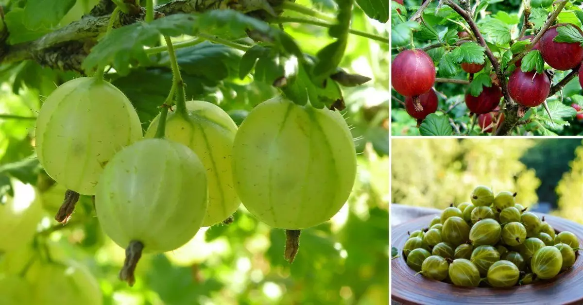 Parhaat Gorge-lajikkeet Moskovan alueelle (valokuva ja kuvaukset)