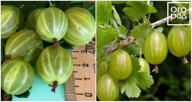 Gooseberry Malakite