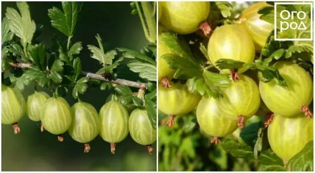 דומדמניות רודניק