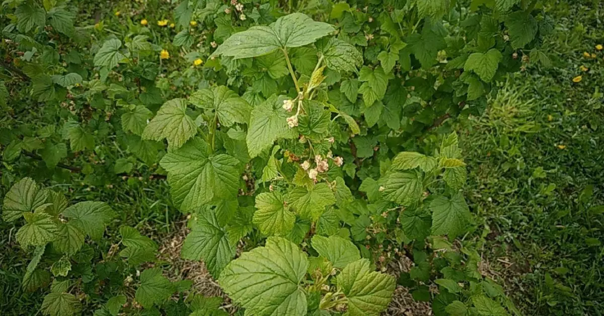 Currant beskyttelse fra vårfrost