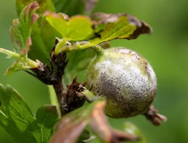 bintik-bintik dari gooseberry berry apa yang harus dilakukan