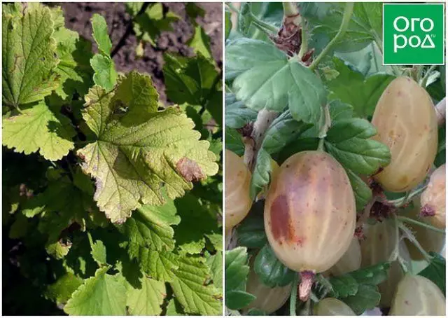 Steder på Gooseberry Berries Hvad skal man gøre