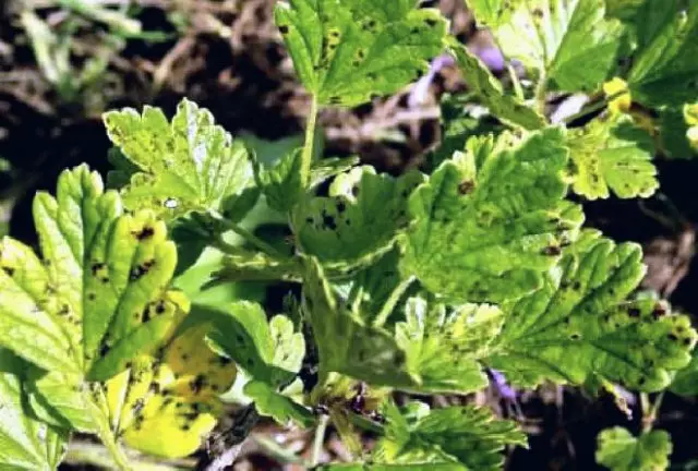 Steder på Gooseberry Berries Hvad skal man gøre