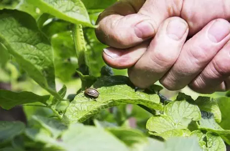 Za i protiv prošle zime - rješavaju neobične probleme u zemlji 6300_15