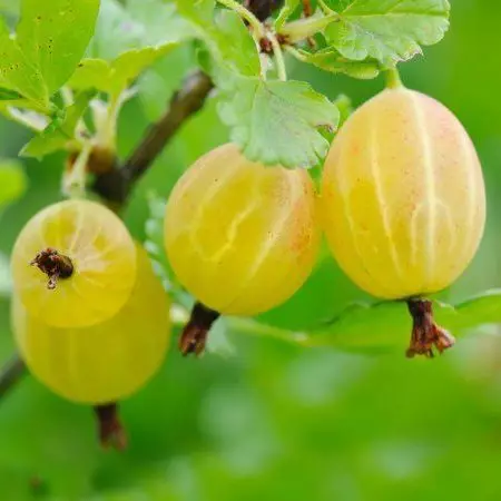 Gooseberry ryska gul