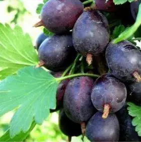 Gooseberry pears.