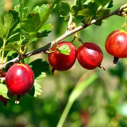 Konföd Gooseberry.