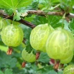 Gooseberry malachite