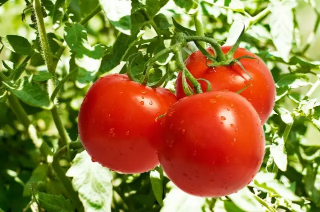 Close up of fresh red tomatoes still on the plant