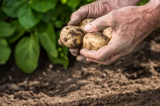 Male hands harvesting fresh organic potatoes from garden