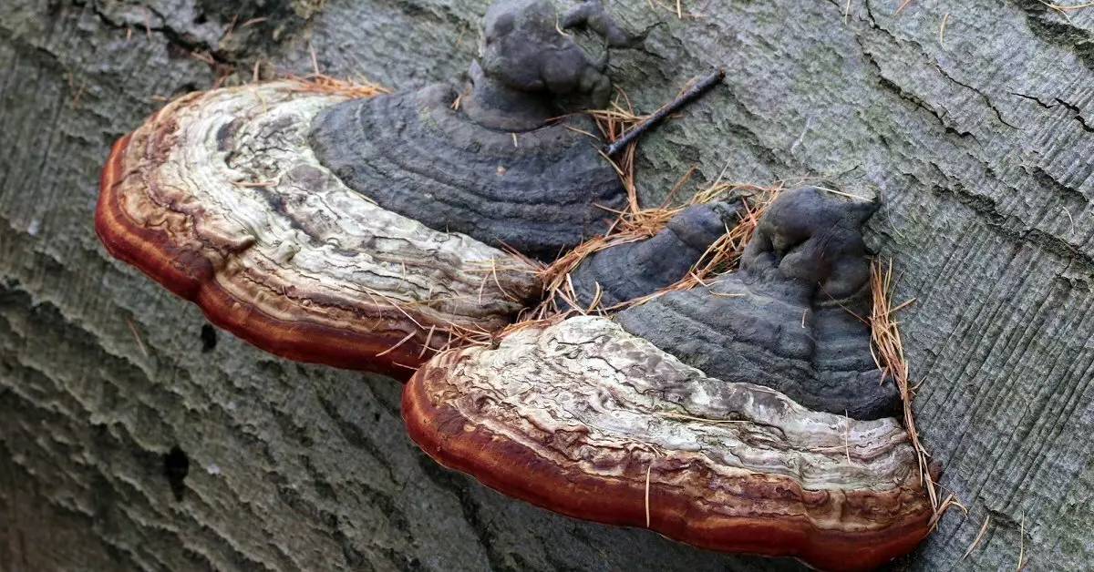 Paddestoelen stegen op de bomen? Hoe om te gaan met een ongeplande oogst