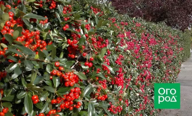 スイカズラを植える方法：秘密を明らかにします 630_10