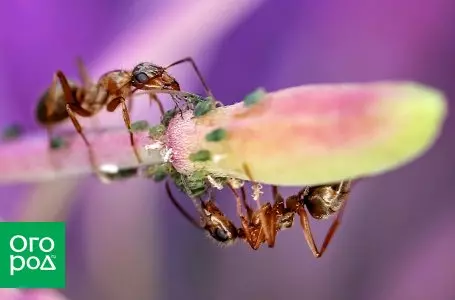 スイカズラを植える方法：秘密を明らかにします 630_3