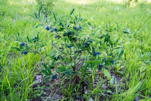 Honeysuckle ætur mynd