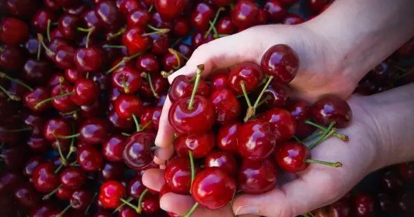 Early Sweet Cherry - The Best Gardener Reviews