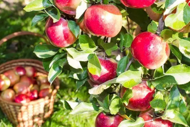 Häufigkeit der Fruchtfrüchtung - was es ist und wie man damit umgehen soll