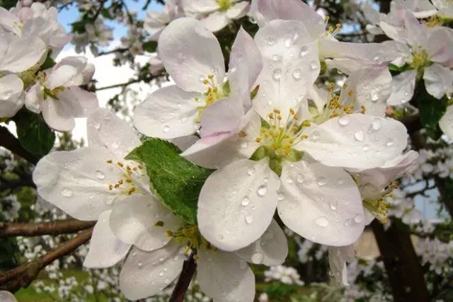 See how much will be fruit in the number of flowers