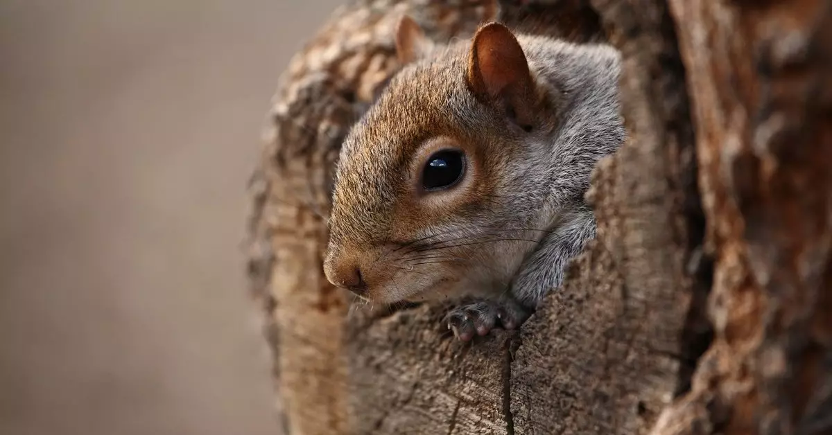 Wenn im Kofferraum der Hollow: Wie kann man dem Baum helfen?