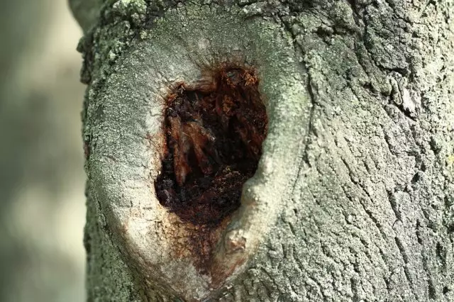 Tree Hollow Close-up