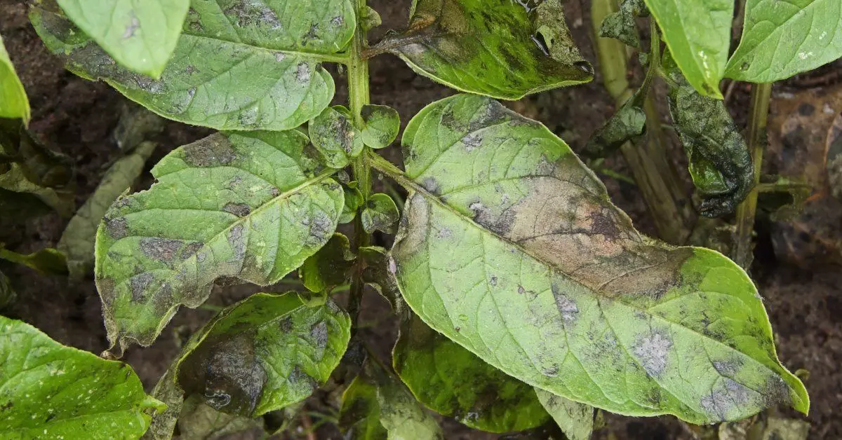 Phytoofluorosis: Sababu, dalili na hatua