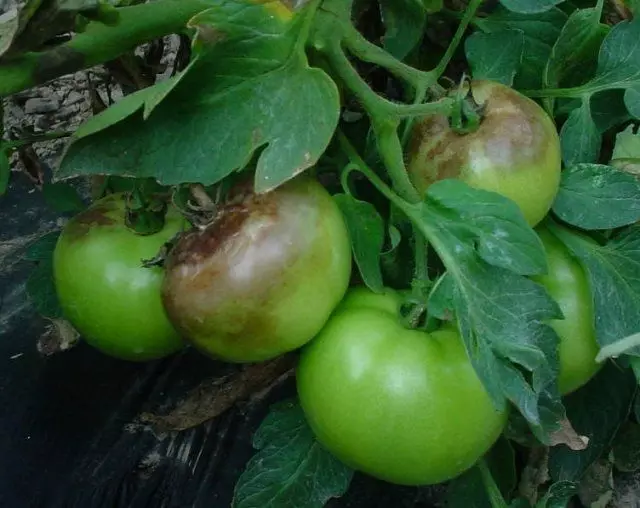 Phytofort ant pomidorų vaisių