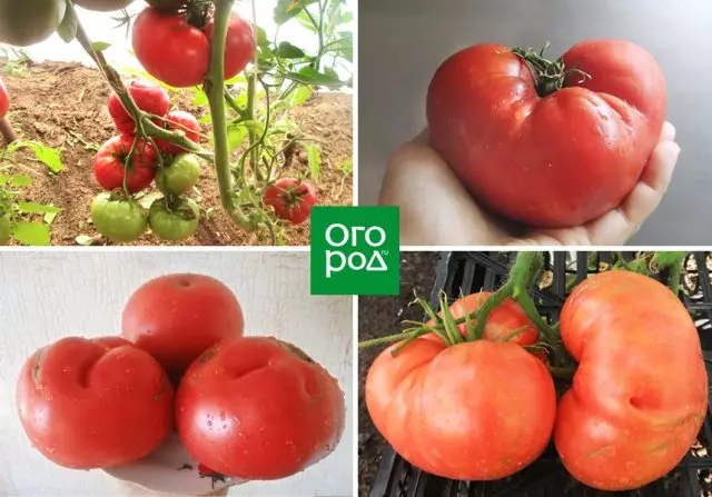 Tomatov Yusupovsky'nin çeşitliliği