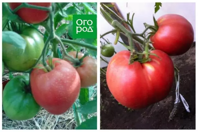 lange tomaten grote strijd