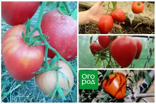 Tomatên Tall Tarîxa Sor