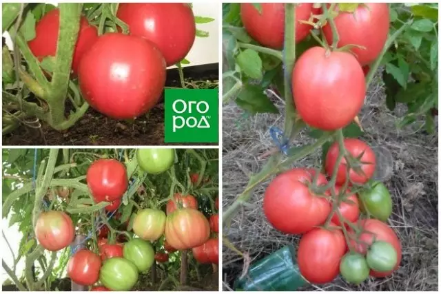 Hoge tomaten Kievwakena