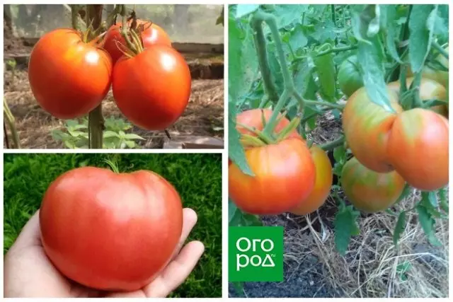 hoge tomaten hart kangoeroe