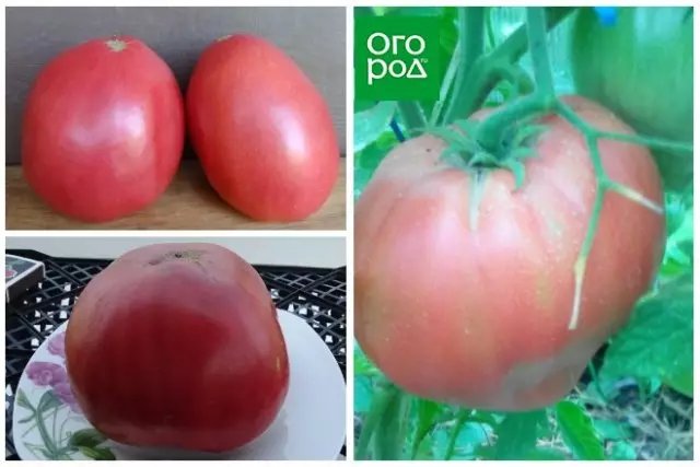 Pomodori alti Yasha Yugoslav