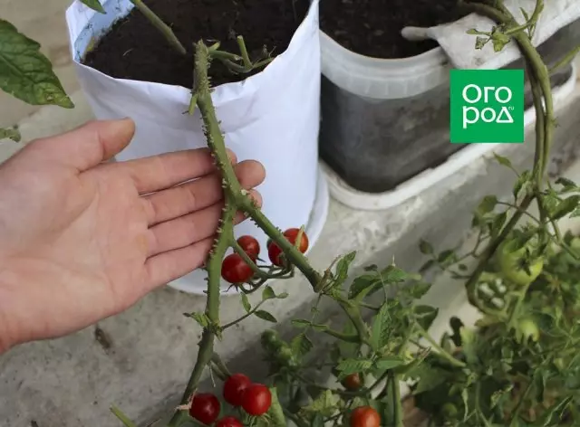 Tomates en croissance