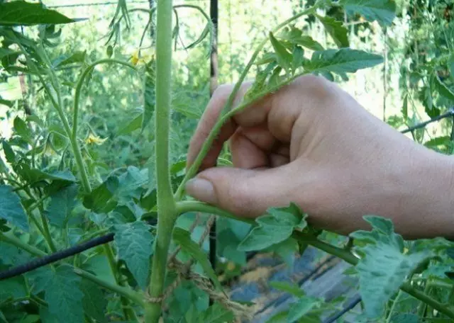 Bio-Liphoofolo bakeng sa tomate e kotula ntle le nitrate