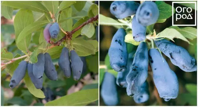 Moraine Honeysuckle