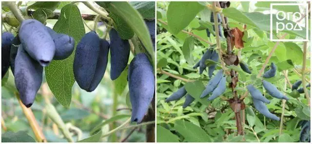 Honeysuckle Blue Spindle