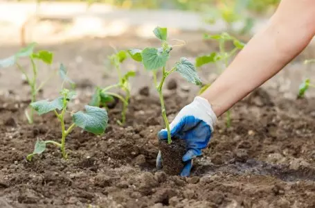 2019 жылы қиярдың өсіп келе жатқан көшеттері өсіп келе жатқан көшеттер: жұмыс күнтізбесі 6334_15