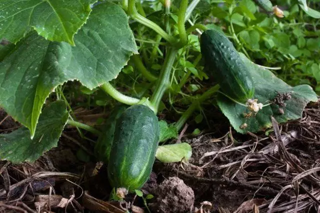 Acredita-se que os pepinos Parthenokarpic não são tão saborosos quanto a beeperia. Isso não é verdade