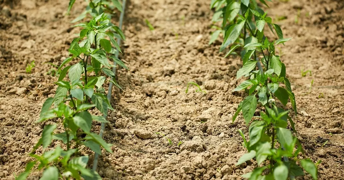 7 haadproblemen fan seedlings nei in transplant en har beslút