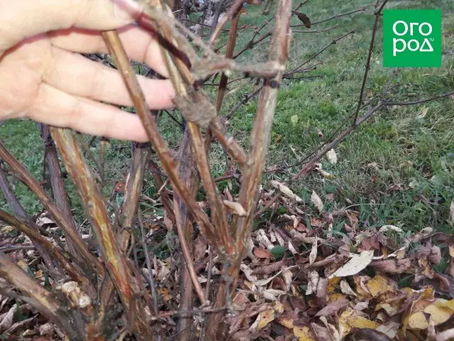 秋天修剪金银花