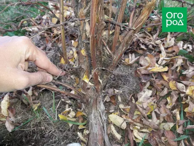 Pemangkasan musim gugur honeysuckle