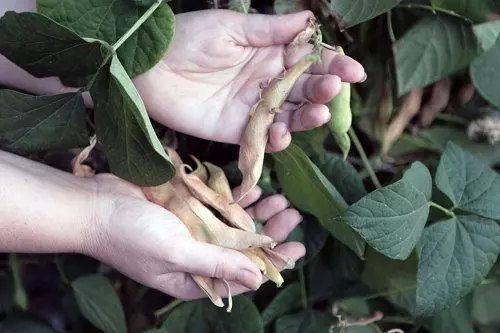 How to collect beans seeds?