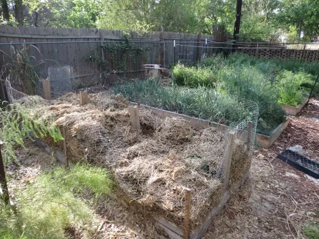 Potatoes in straw - the best option for lazy dacities