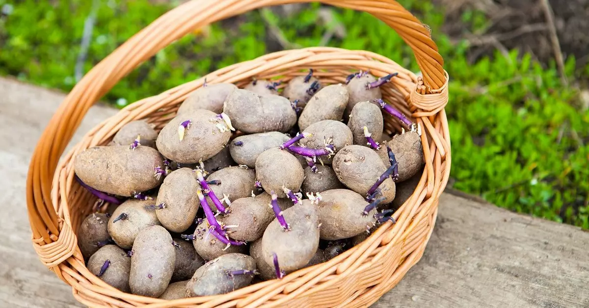 What and how to treat potatoes before landing