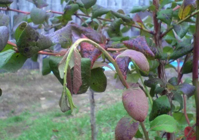 Kukudza Stem Stem Blueberries