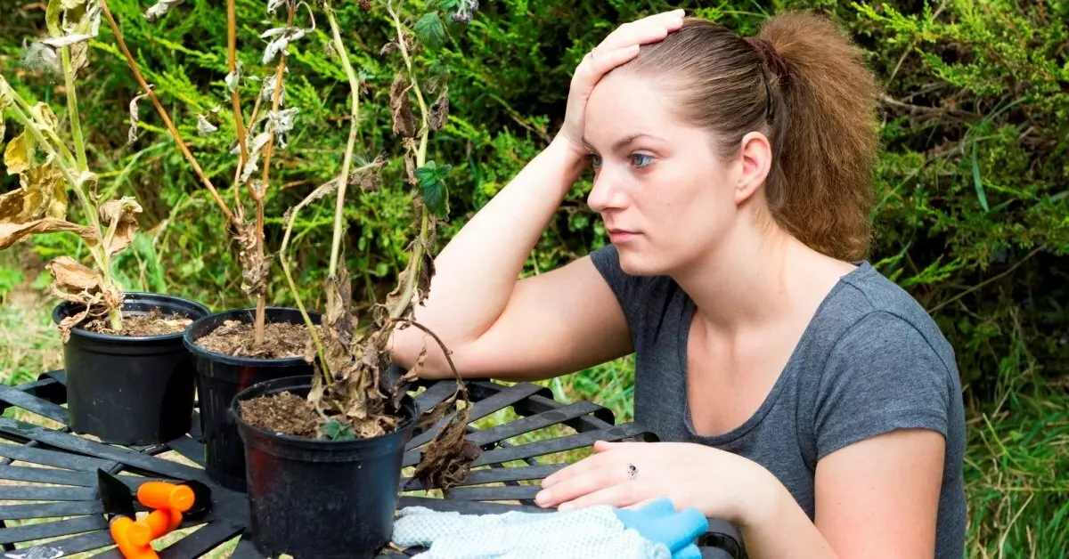 Rigakafin - Dukkanmu! Muna kare seedlings daga cututtuka